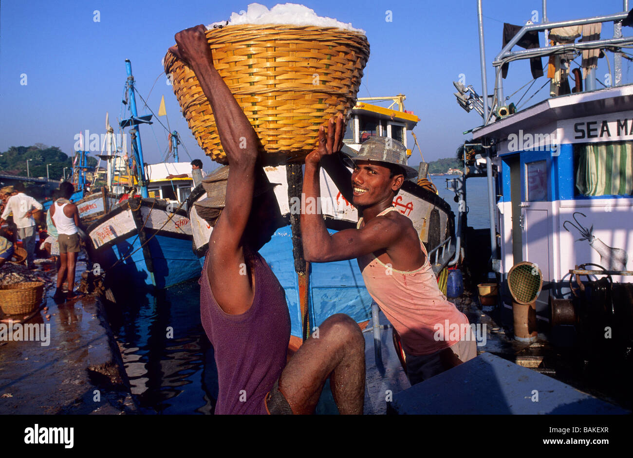 India, Goa State, Panaji, men unloading fresh fish Stock Photo - Alamy