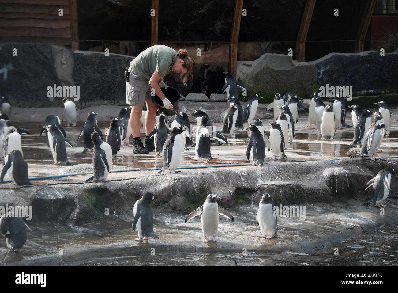 Feeding penguins hi-res stock photography and images - Alamy
