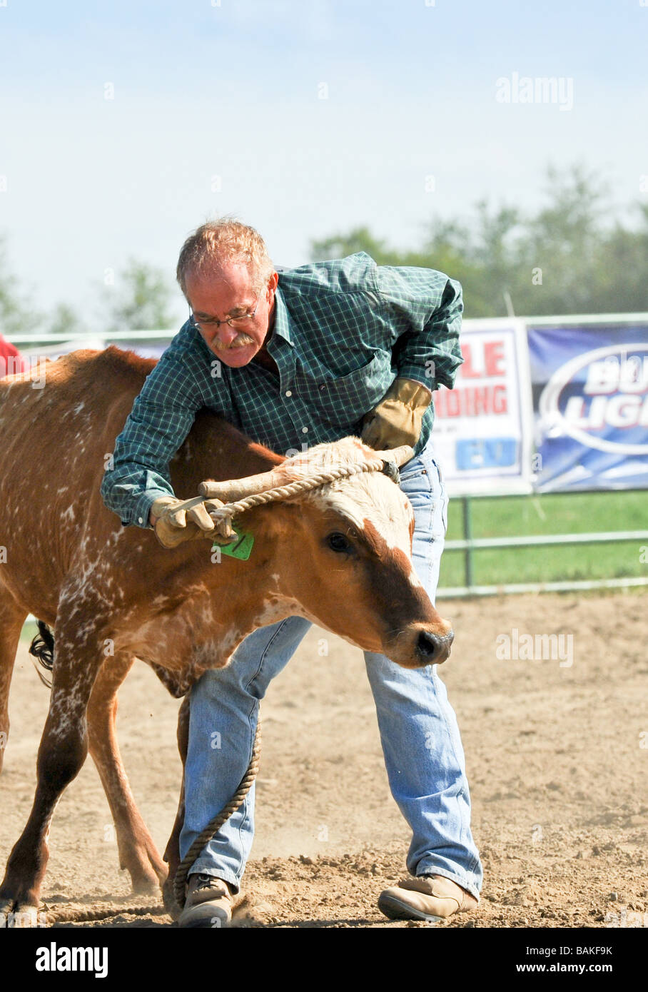 Man competing is steer deco event at rodeo Stock Photo - Alamy