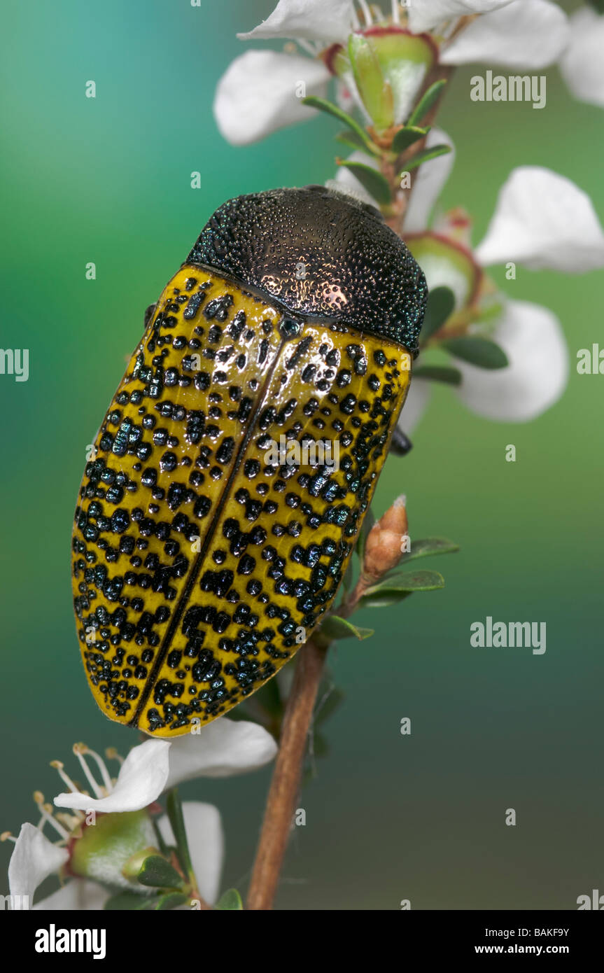 Jewel beetle hi-res stock photography and images - Alamy