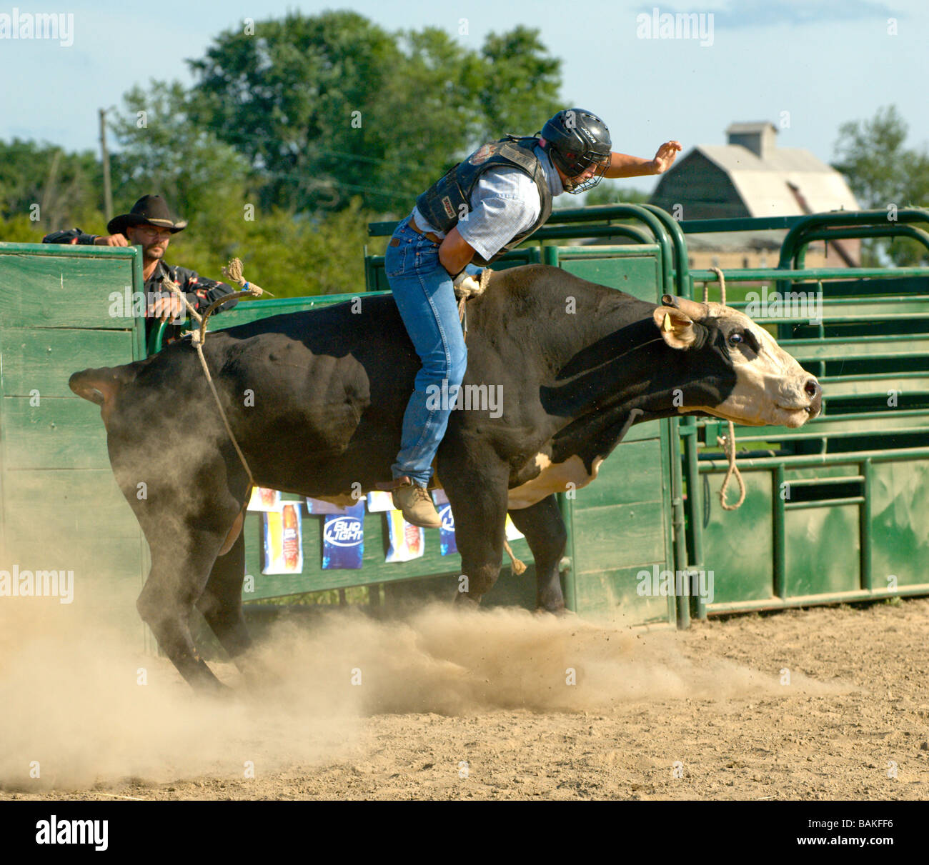 Man on bucking steer at rodeo Stock Photo - Alamy
