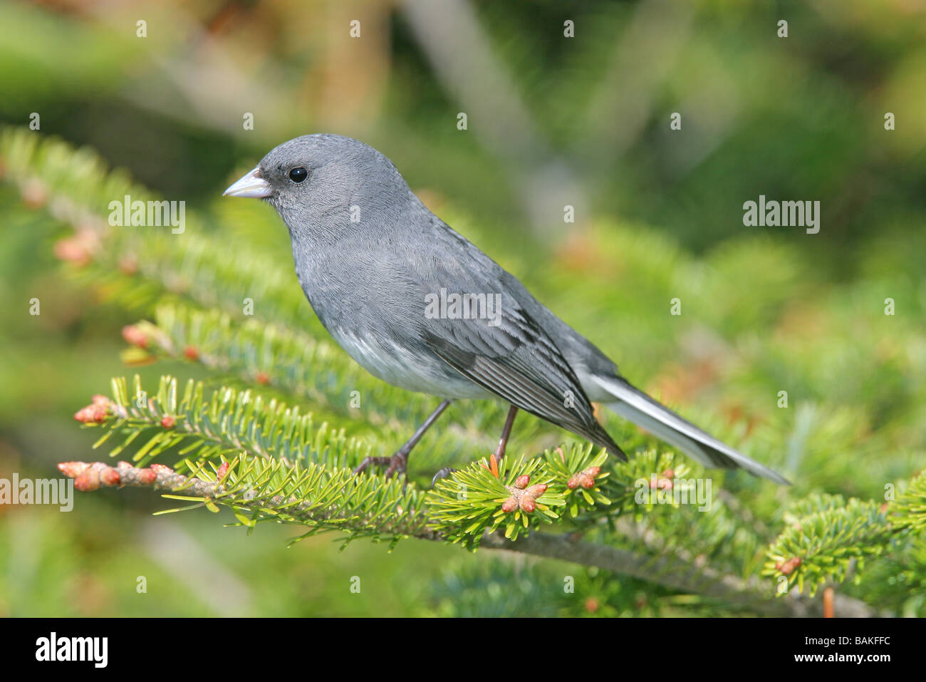 Junco habitat image hi-res stock photography and images - Alamy