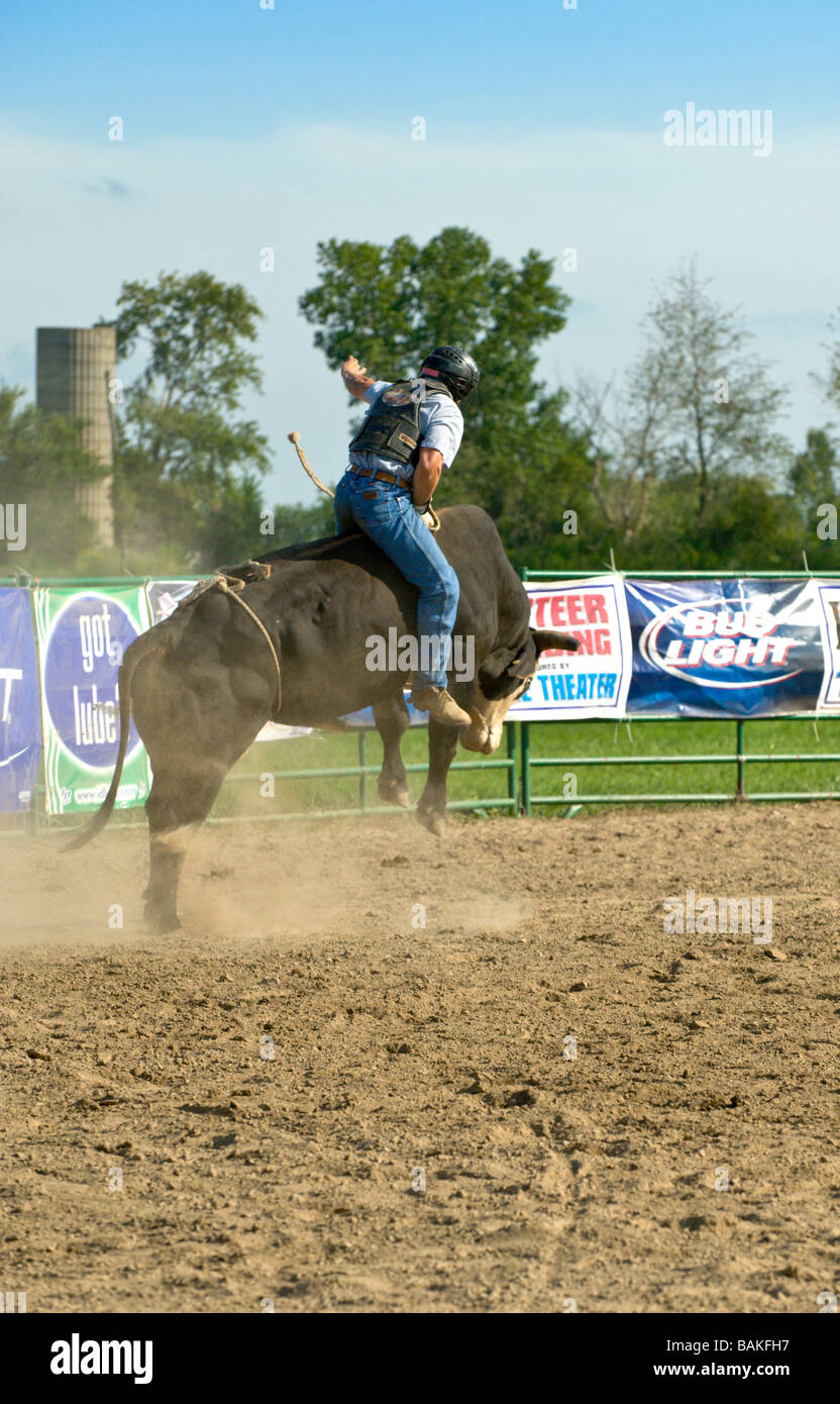 Man on a bucking steer at rodeo Stock Photo - Alamy
