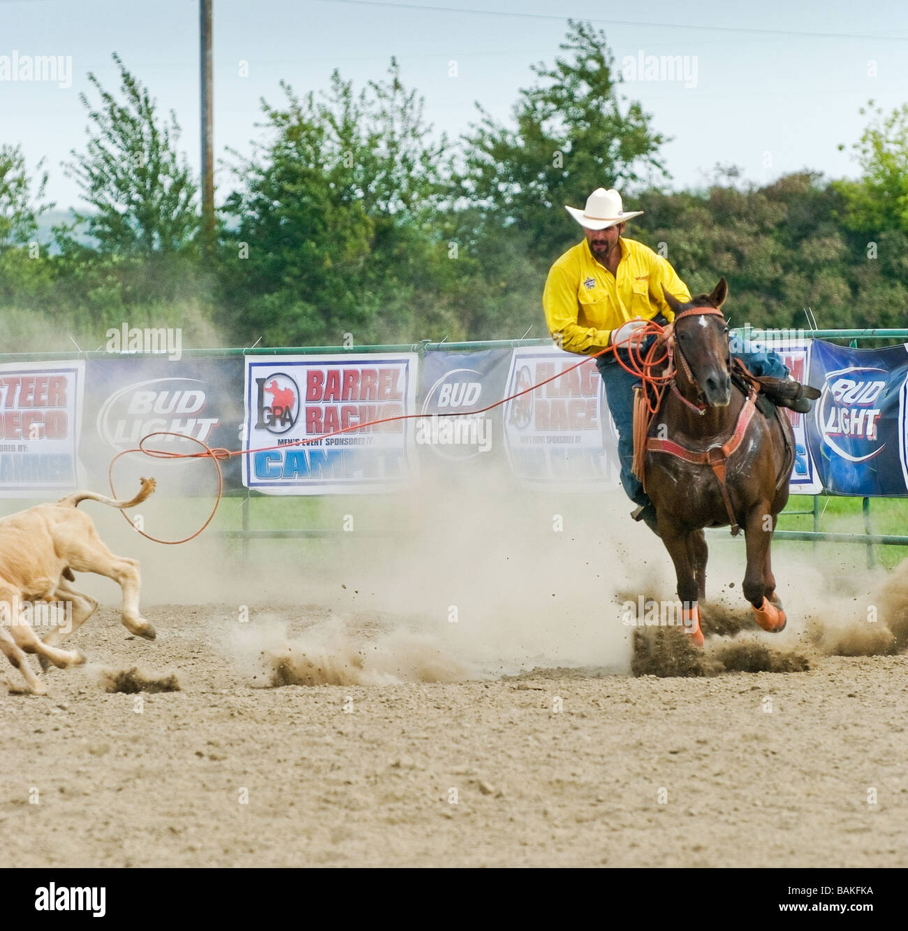 Man trying to lasso calf at rodeo event Stock Photo - Alamy