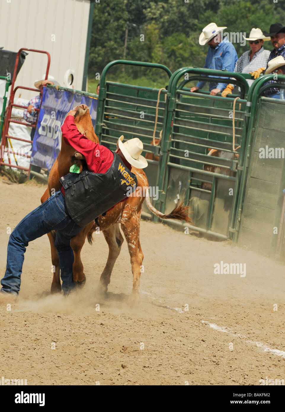 Man handling steer chute dogging hi-res stock photography and images ...