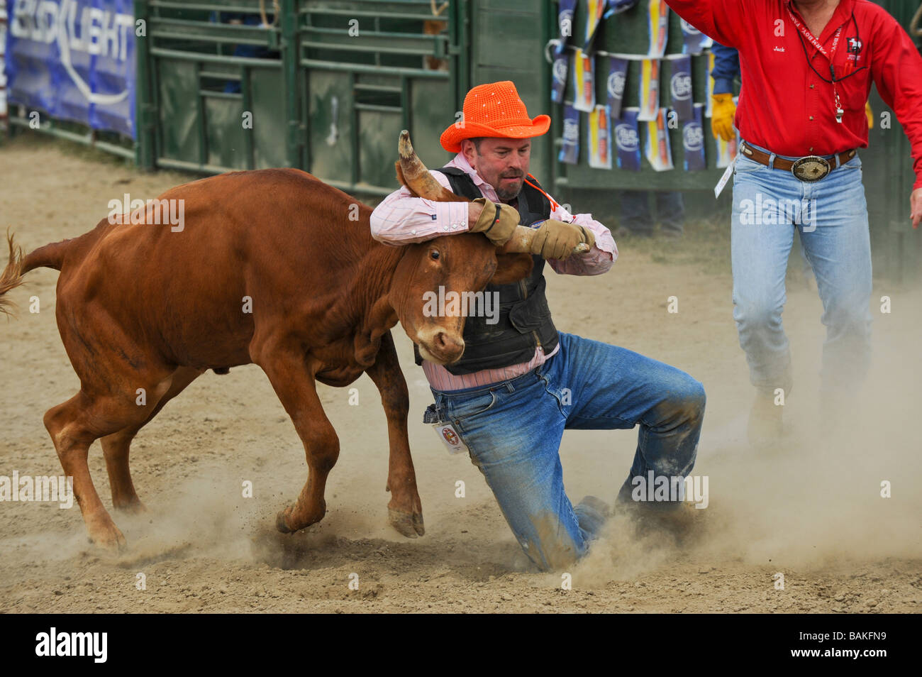 Man handling steer at chute dogging event at rodeo Stock Photo - Alamy