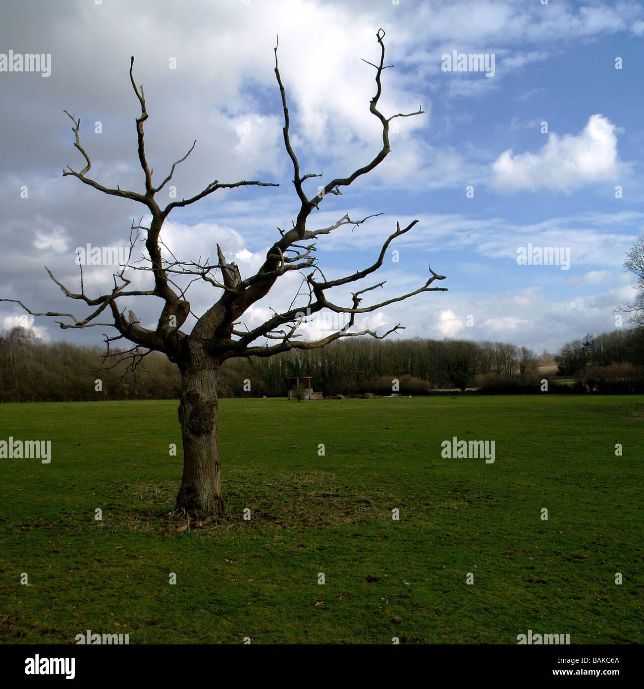Tree with no leaves alone in field with cloudy sky Stock Photo - Alamy