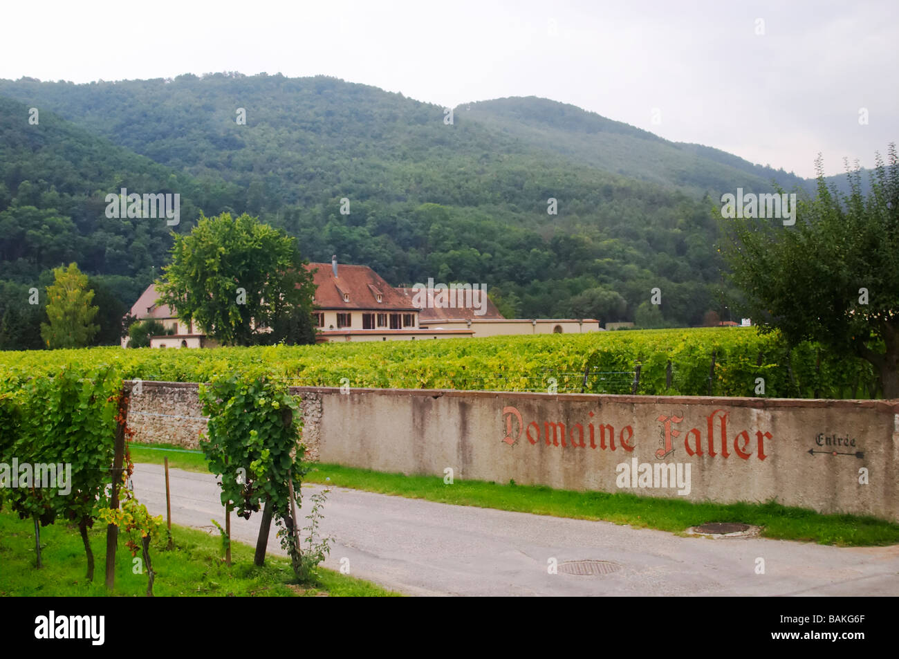 vineyard the winery dom faller weinbach kaysersberg alsace france Stock ...