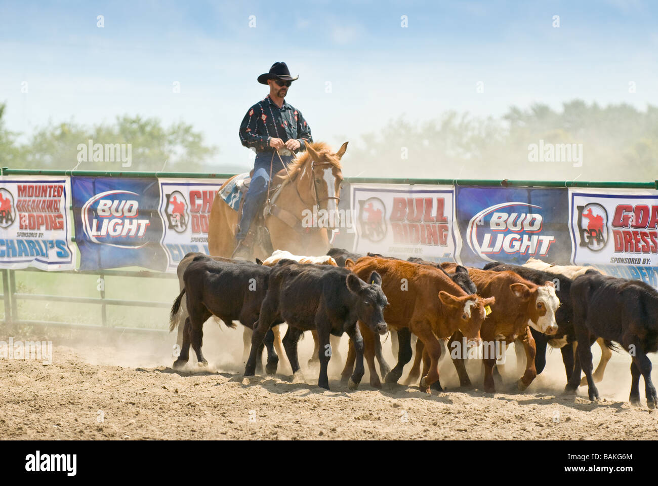 Rodeo Cows