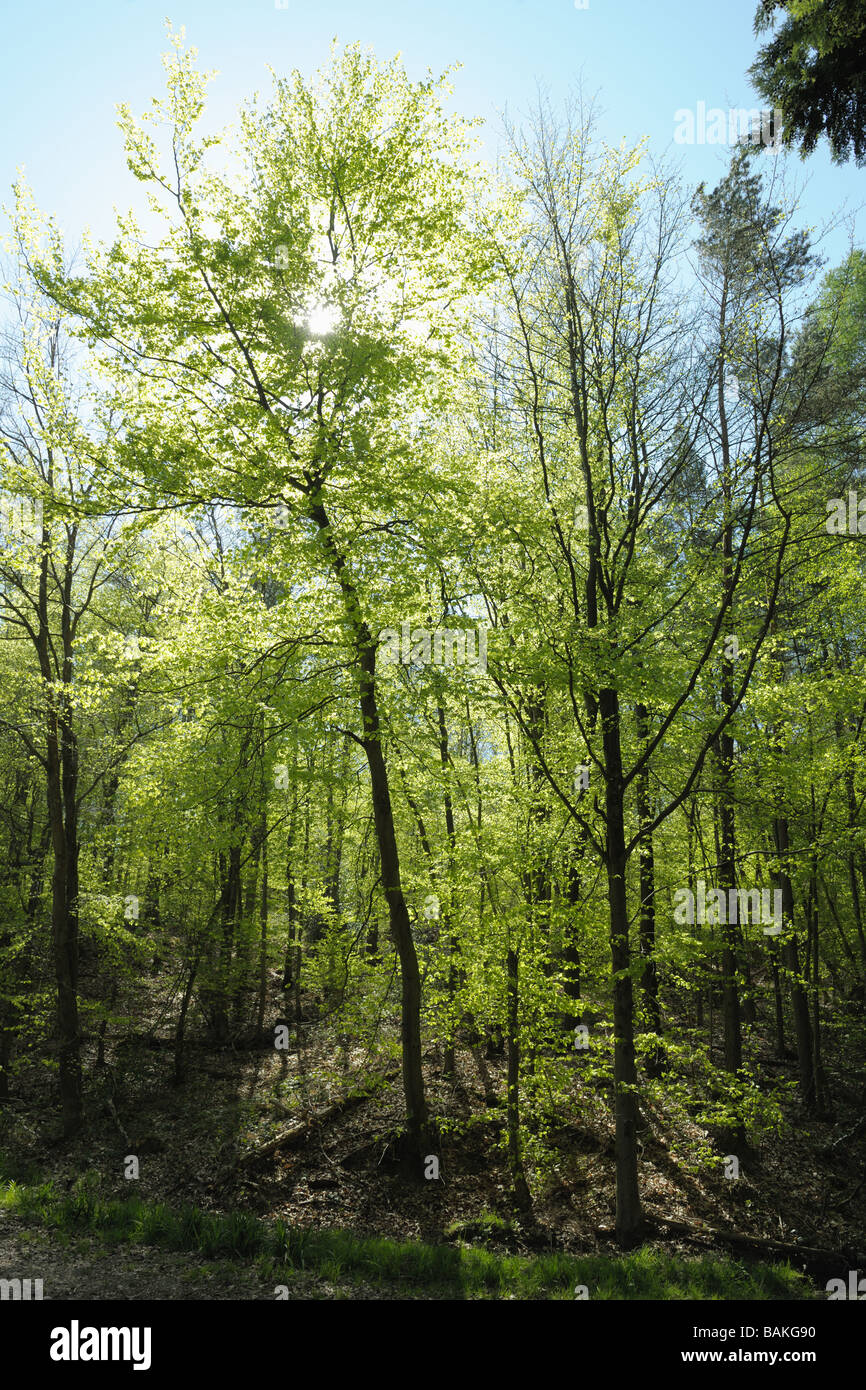 Beech tree copse forest hi-res stock photography and images - Alamy