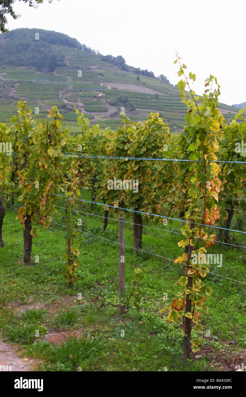 muscat vineyard dom faller weinbach kaysersberg alsace france Stock ...