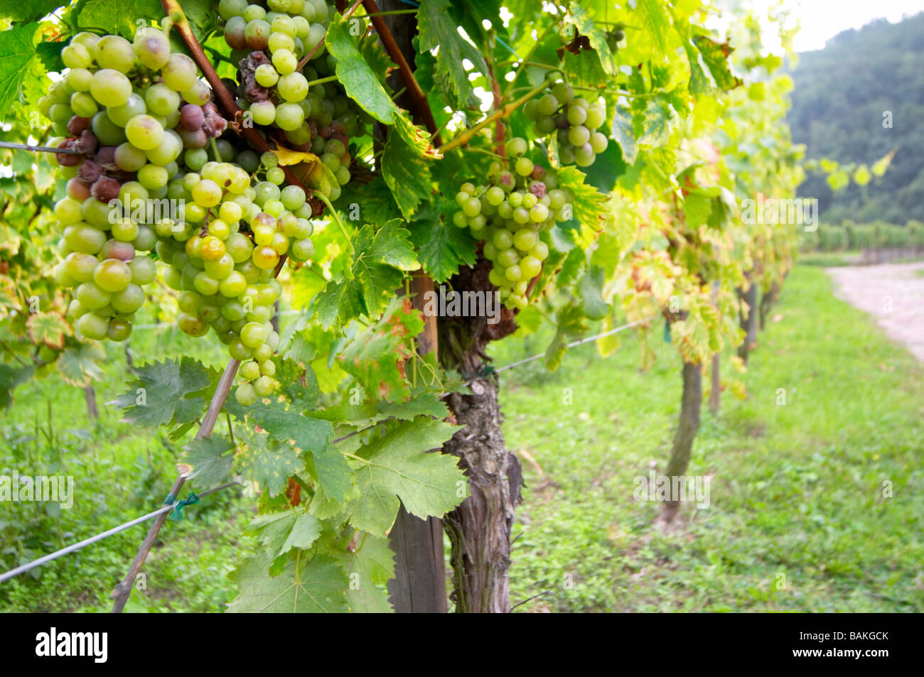 muscat vineyard dom faller weinbach kaysersberg alsace france Stock ...