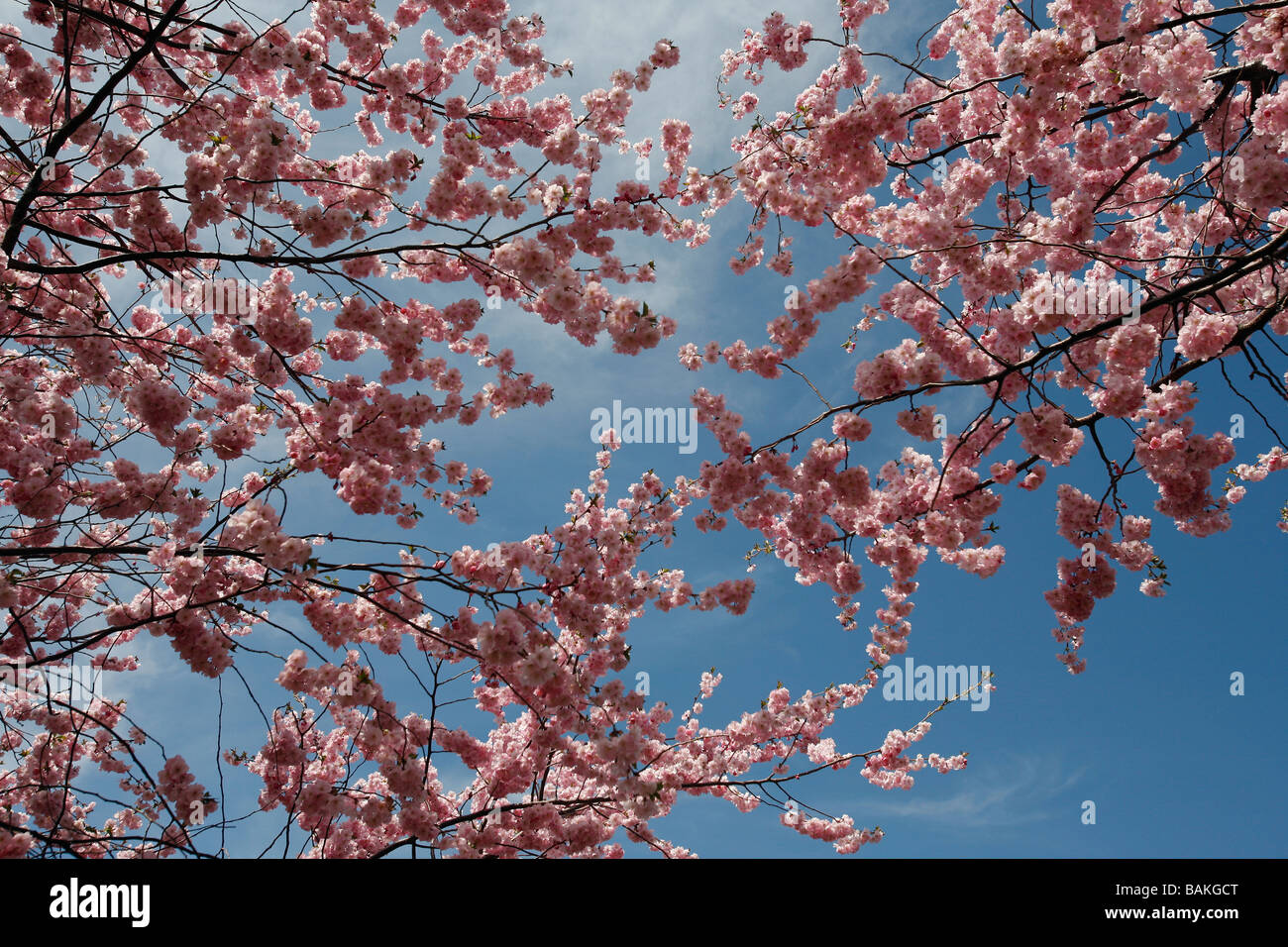 Flowering Tree Stock Photos & Flowering Tree Stock Images - Alamy