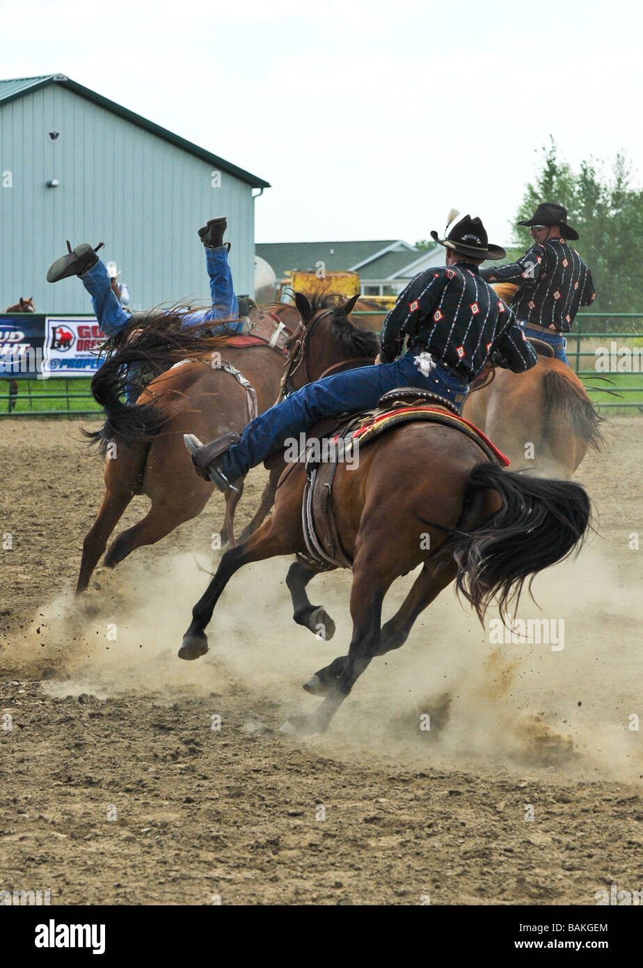 wranglers trying to control horse as man falls of at rodeo Stock Photo ...