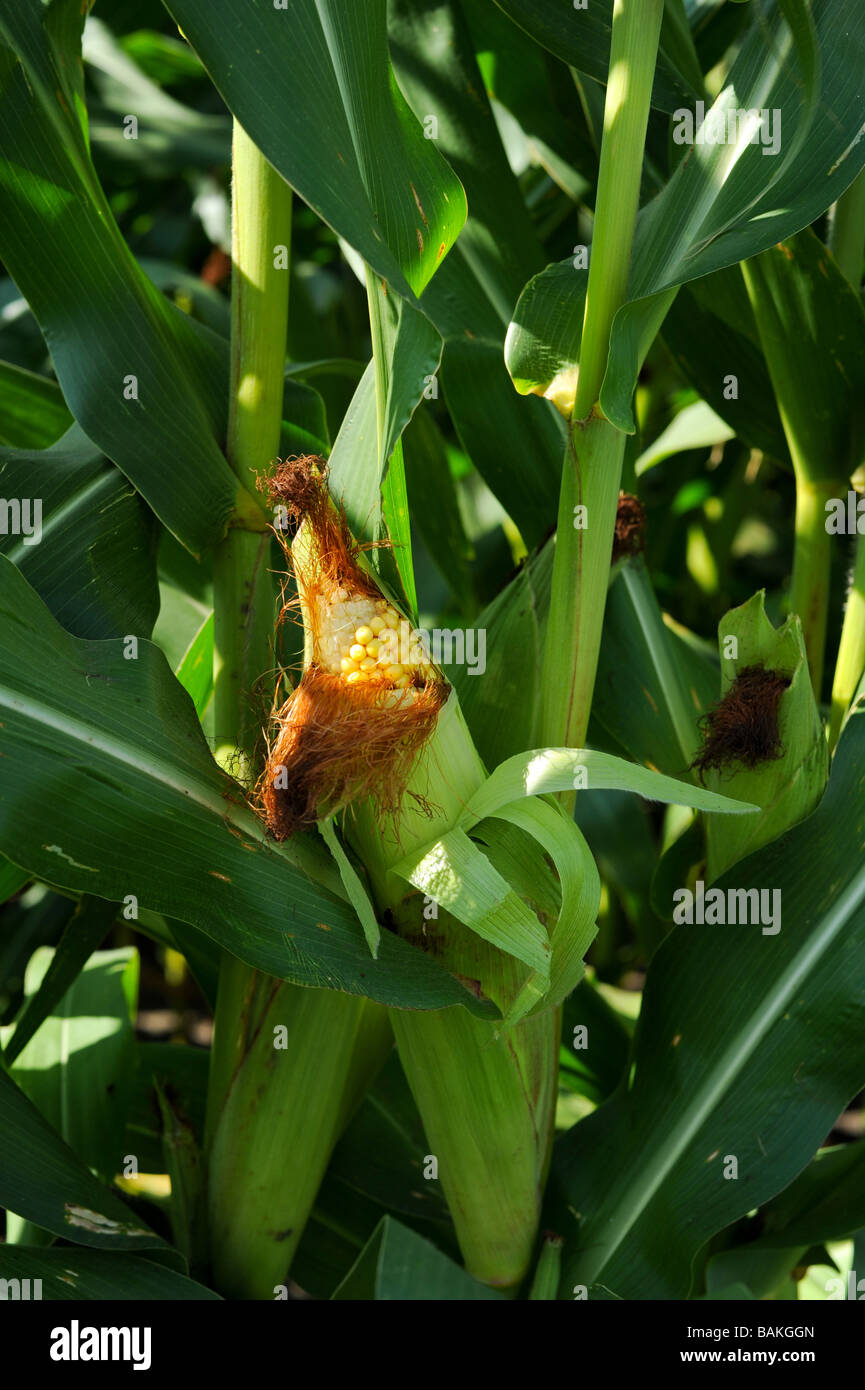 Crop rotation corn hi-res stock photography and images - Alamy