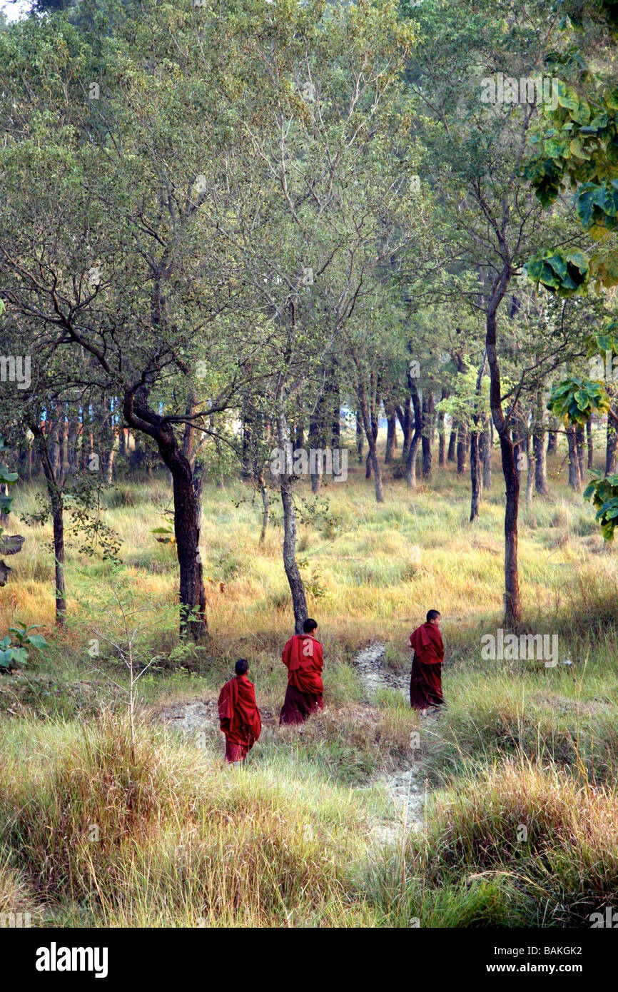 monks walking in forest Stock Photo - Alamy
