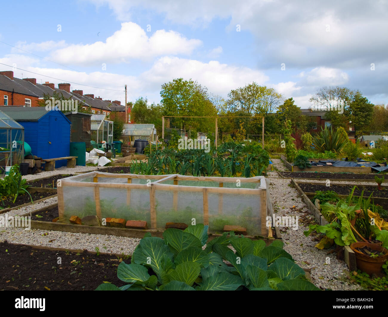 Flowers and Vegetables Growing in British Allotment Stock Photo - Alamy