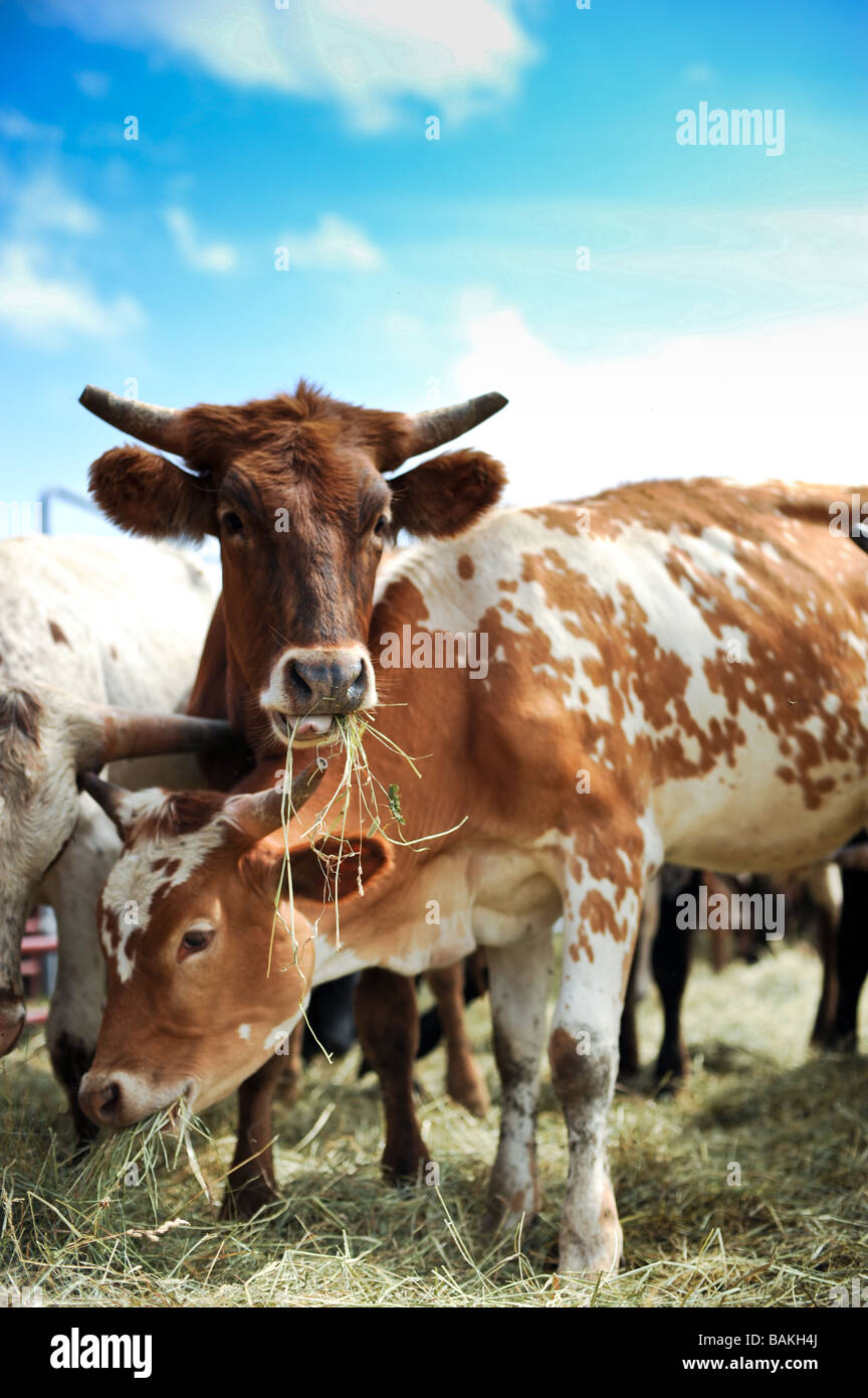 Cows in a holding pen at a rodeo eating hay Stock Photo - Alamy