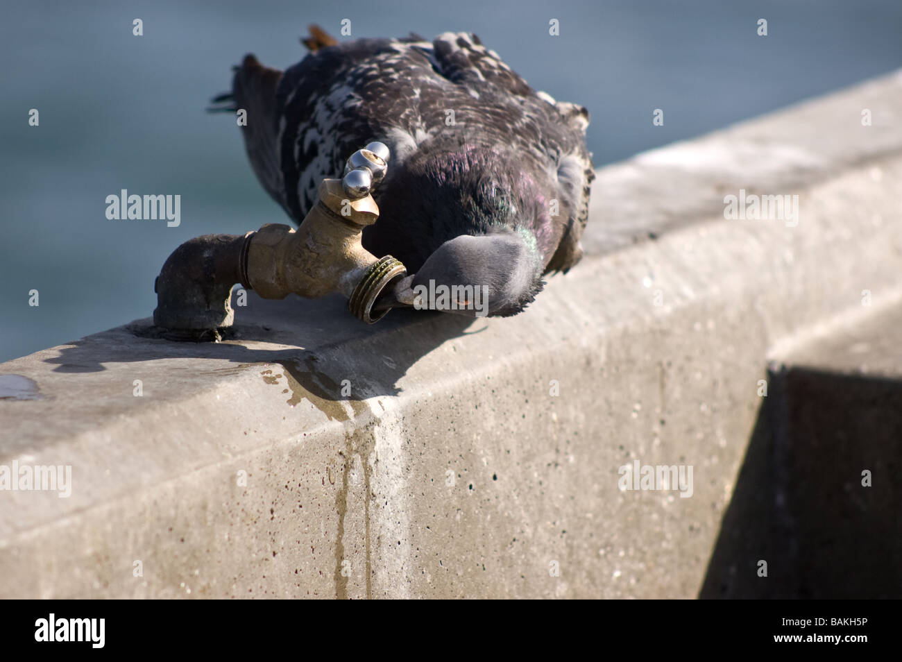Water out of faucet hi-res stock photography and images - Alamy