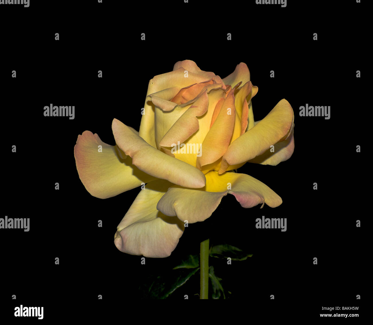Close up of soft yellow pink rose. Stock Photography by cahyman Stock ...