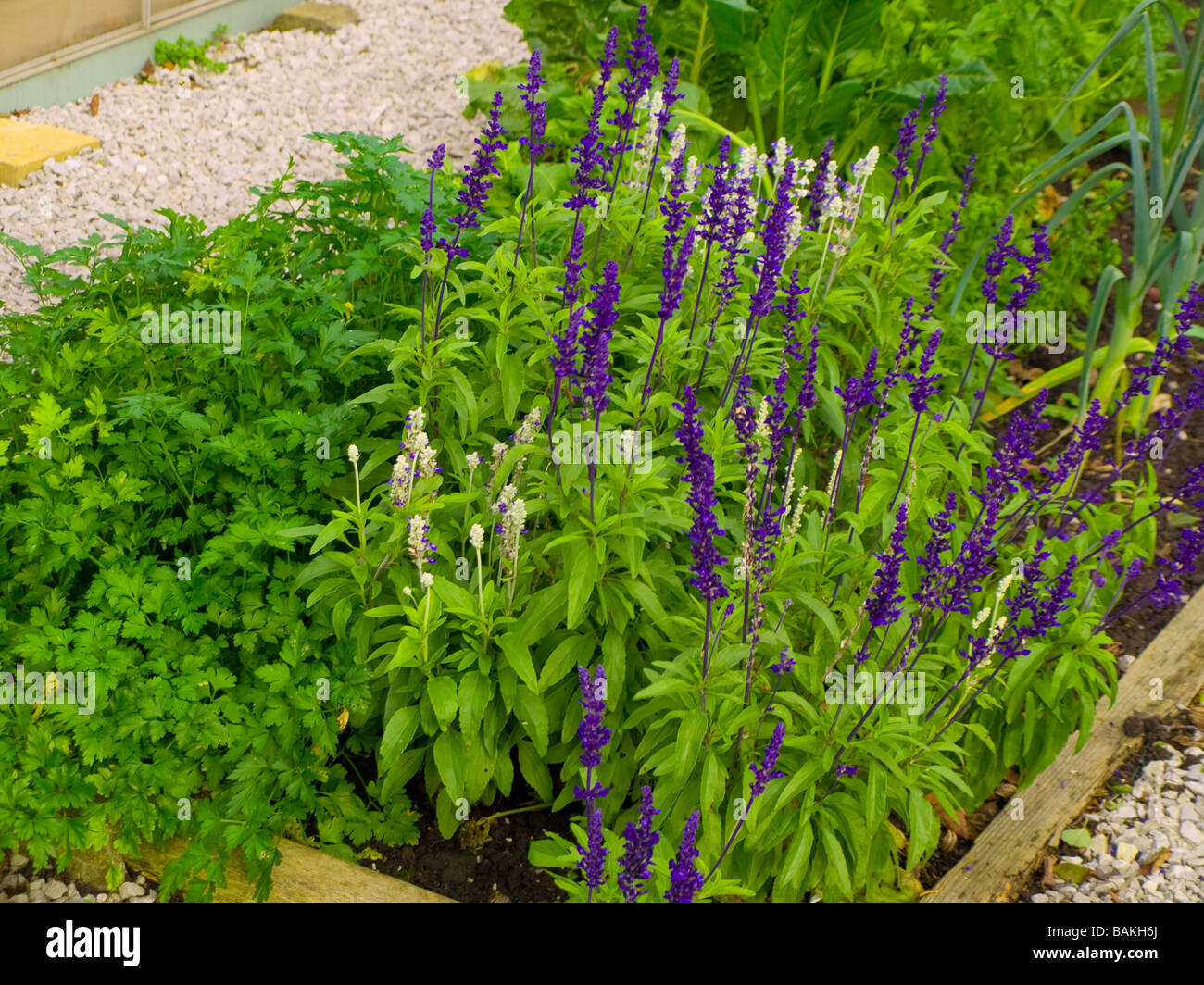 British allotment hi-res stock photography and images - Alamy
