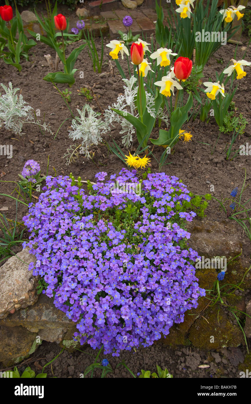 Aubrieta flowers hi-res stock photography and images - Alamy