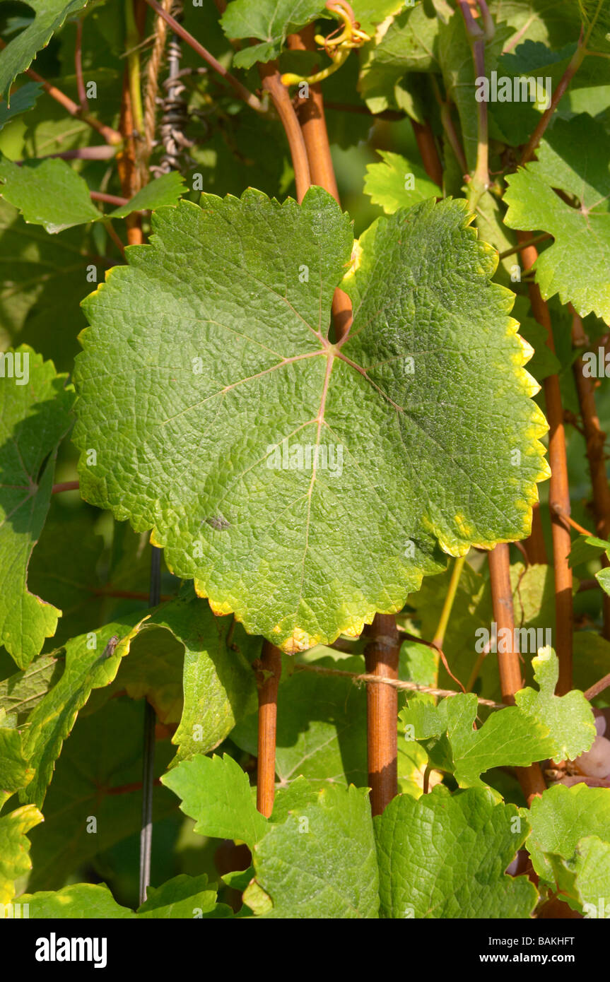 Fran gerard hi-res stock photography and images - Alamy