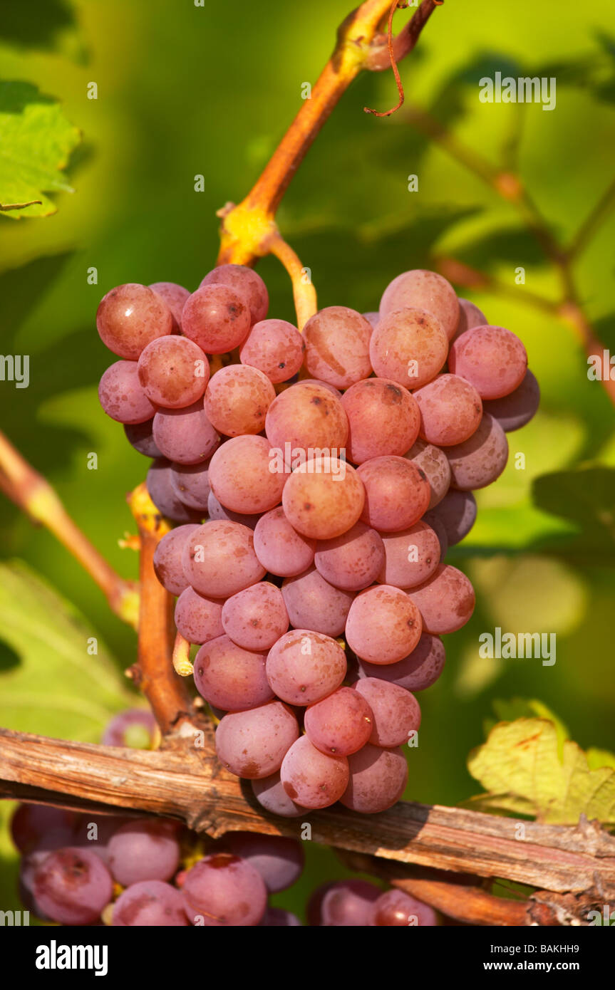 Fran gerard hi-res stock photography and images - Alamy