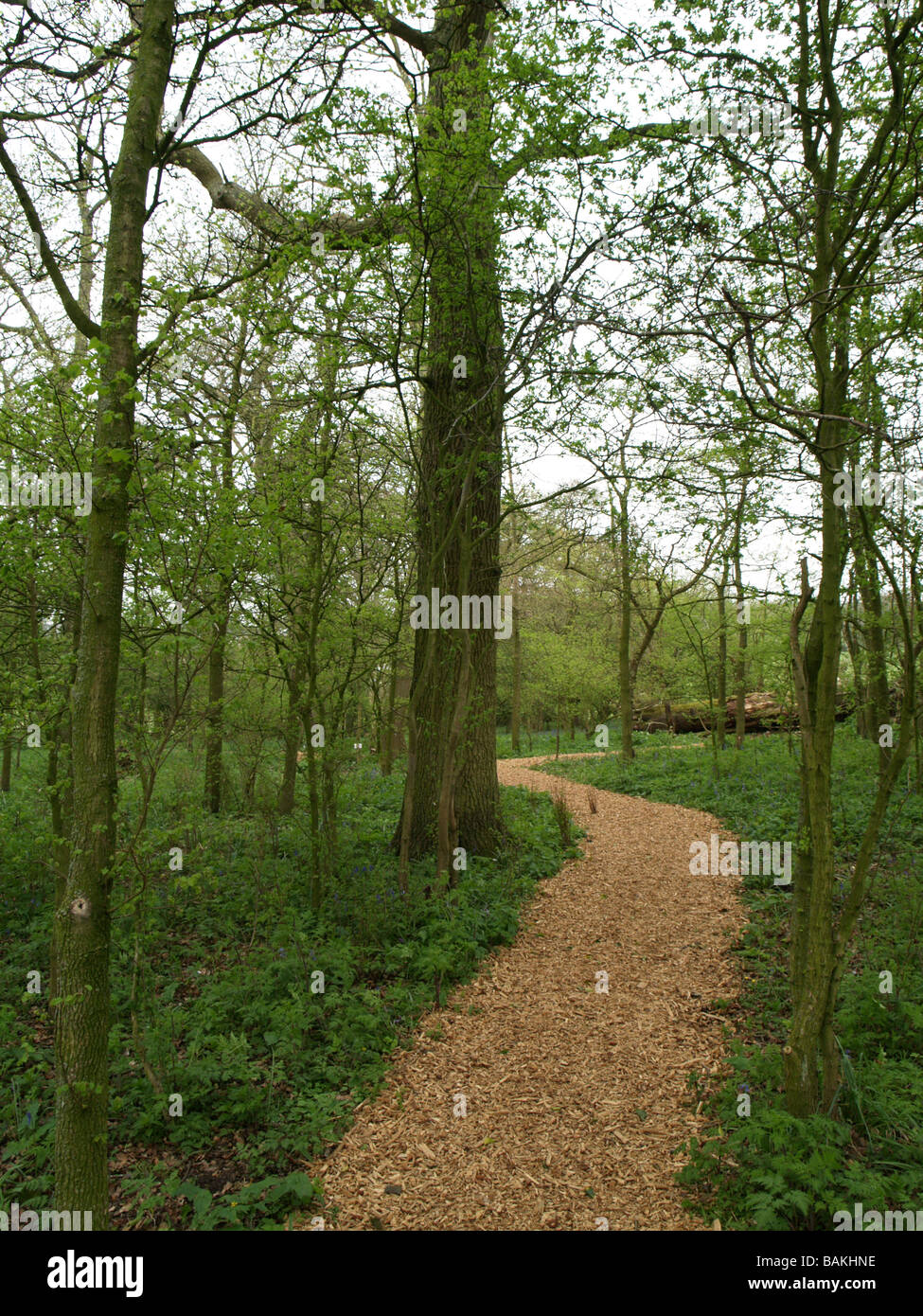 Path through woodland Stock Photo - Alamy