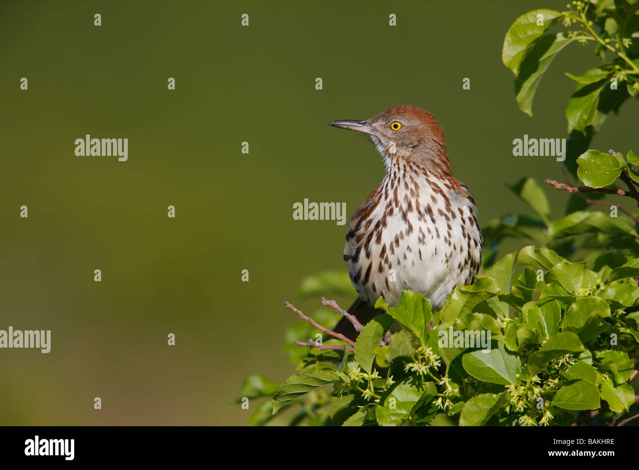 Brown Thrasher Toxostoma rufum rufum sitting in tree near nest Stock ...
