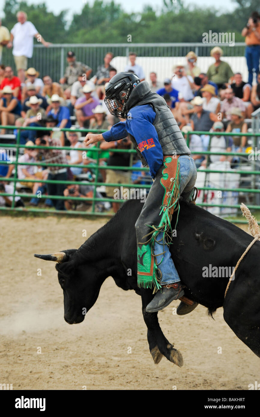 Man on bucking steer at rodeo event Stock Photo - Alamy