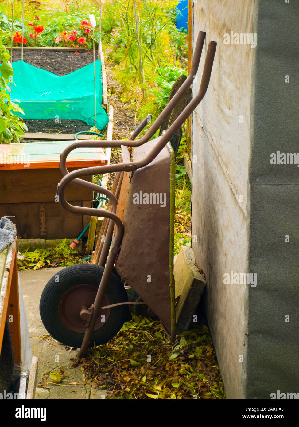 Old Rusty Green Wheelbarrow in British Allotment Stock Photo - Alamy