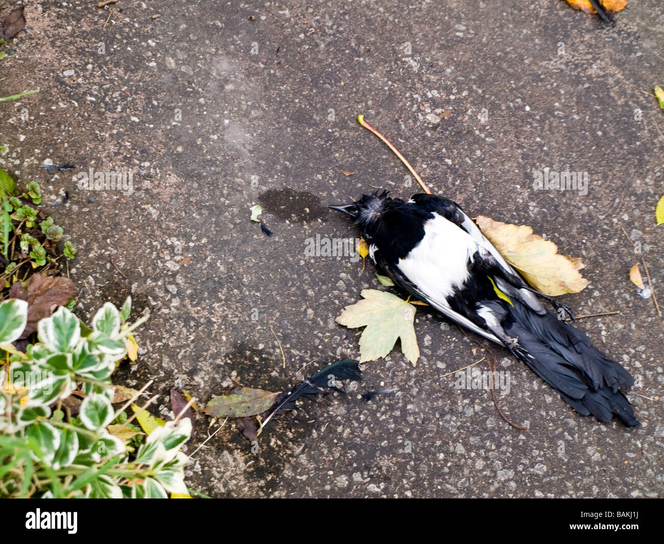 Dead magpie hi-res stock photography and images - Alamy