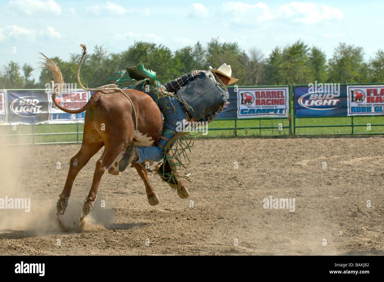 man falling off bucking steer at rodeo Stock Photo - Alamy