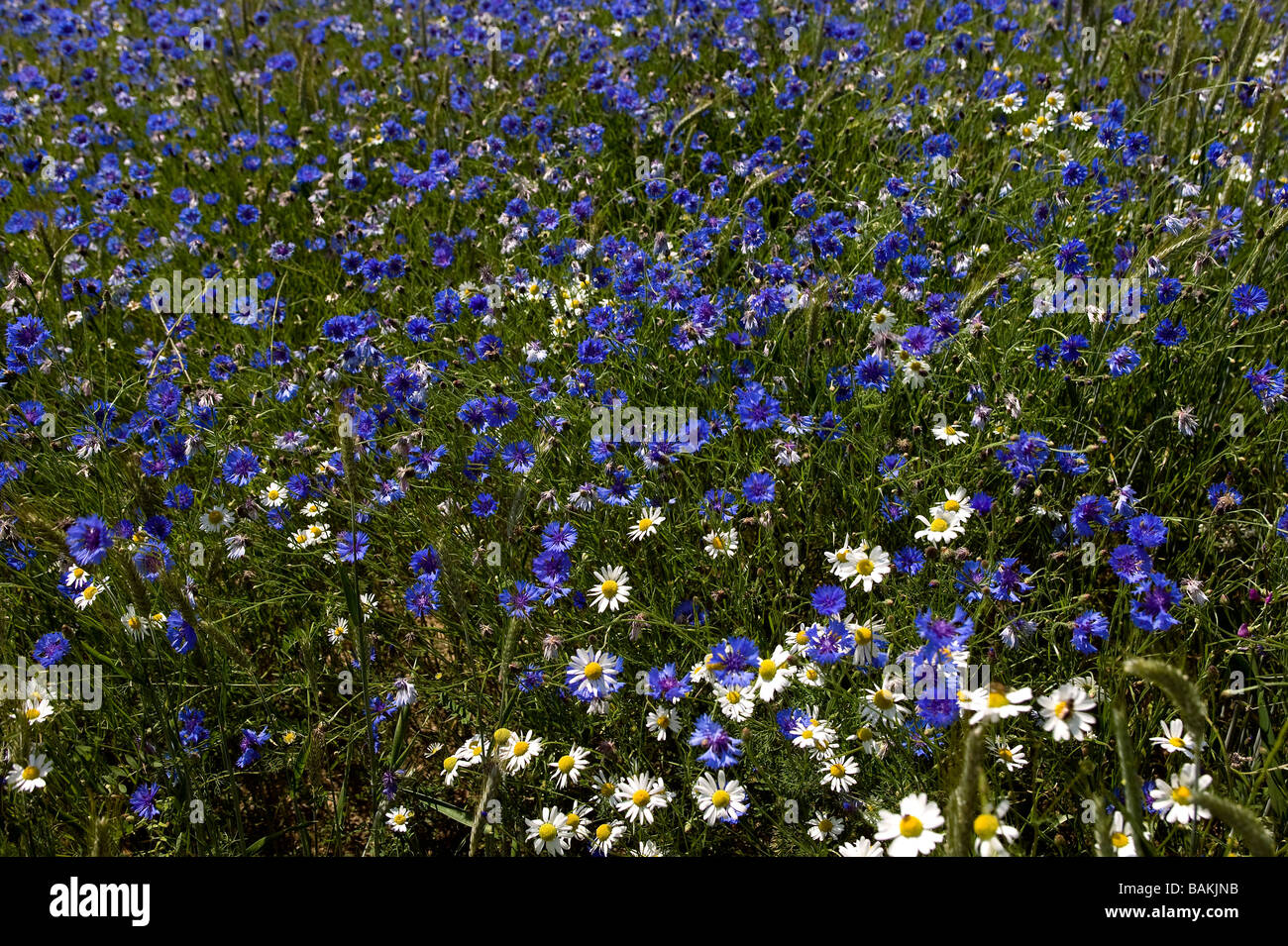 Field of cornflower hi-res stock photography and images - Alamy