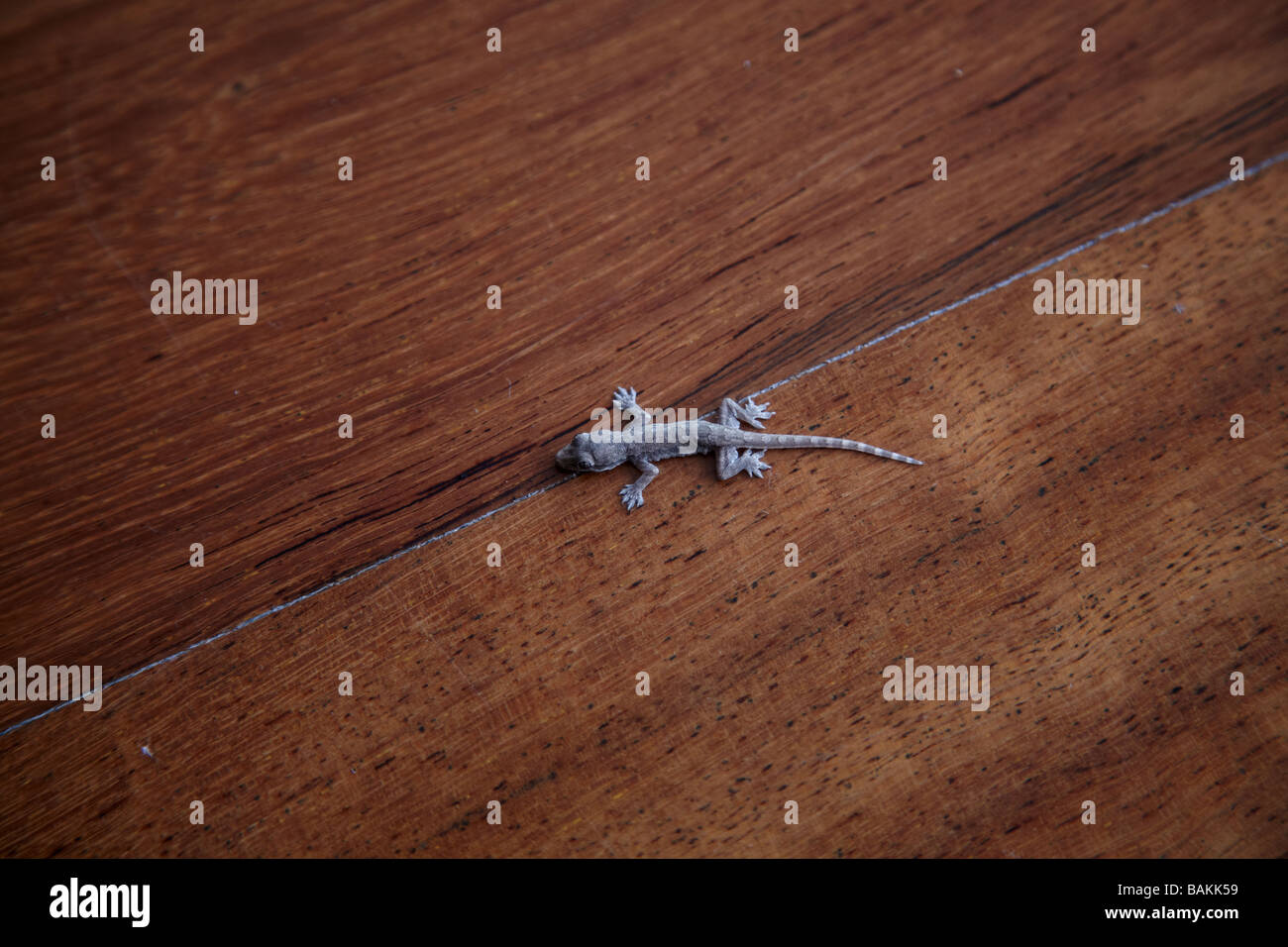 small lizard on solid wood floor background Stock Photo - Alamy