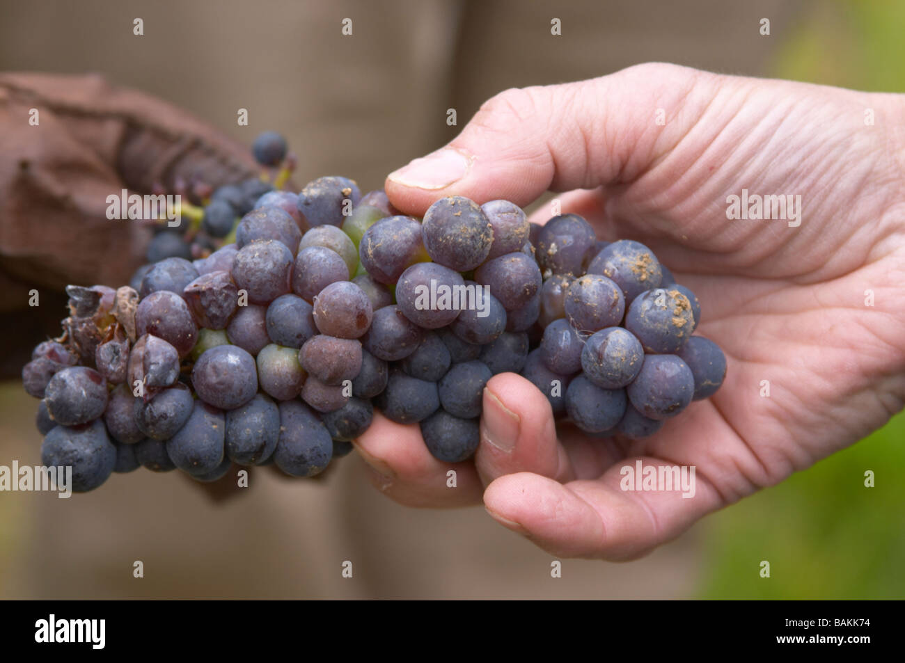 Bunch of grape that is half rotten unripe inside and ripe outside pinot ...