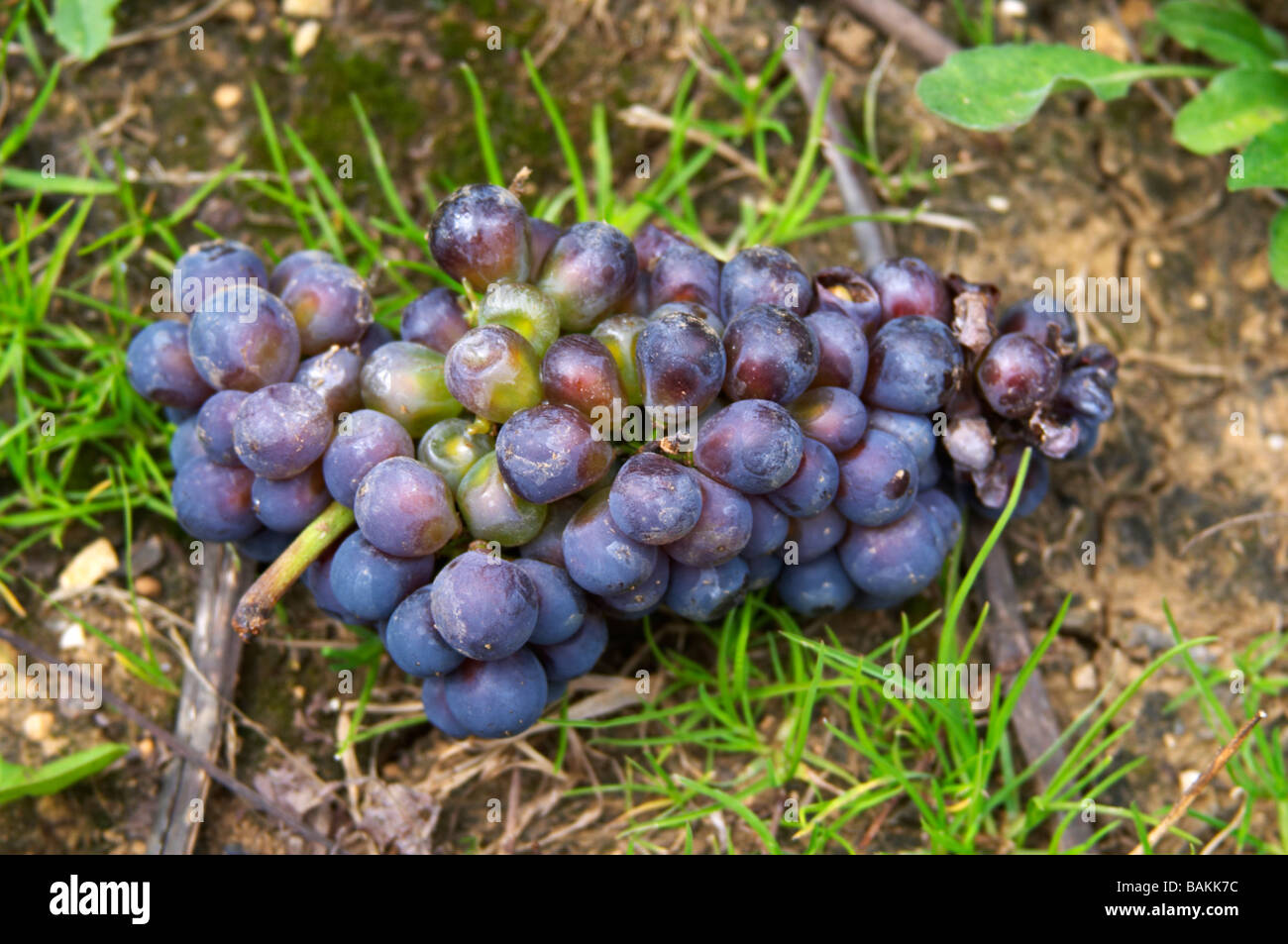 Bunch of grape that is half rotten unripe inside and ripe outside pinot ...