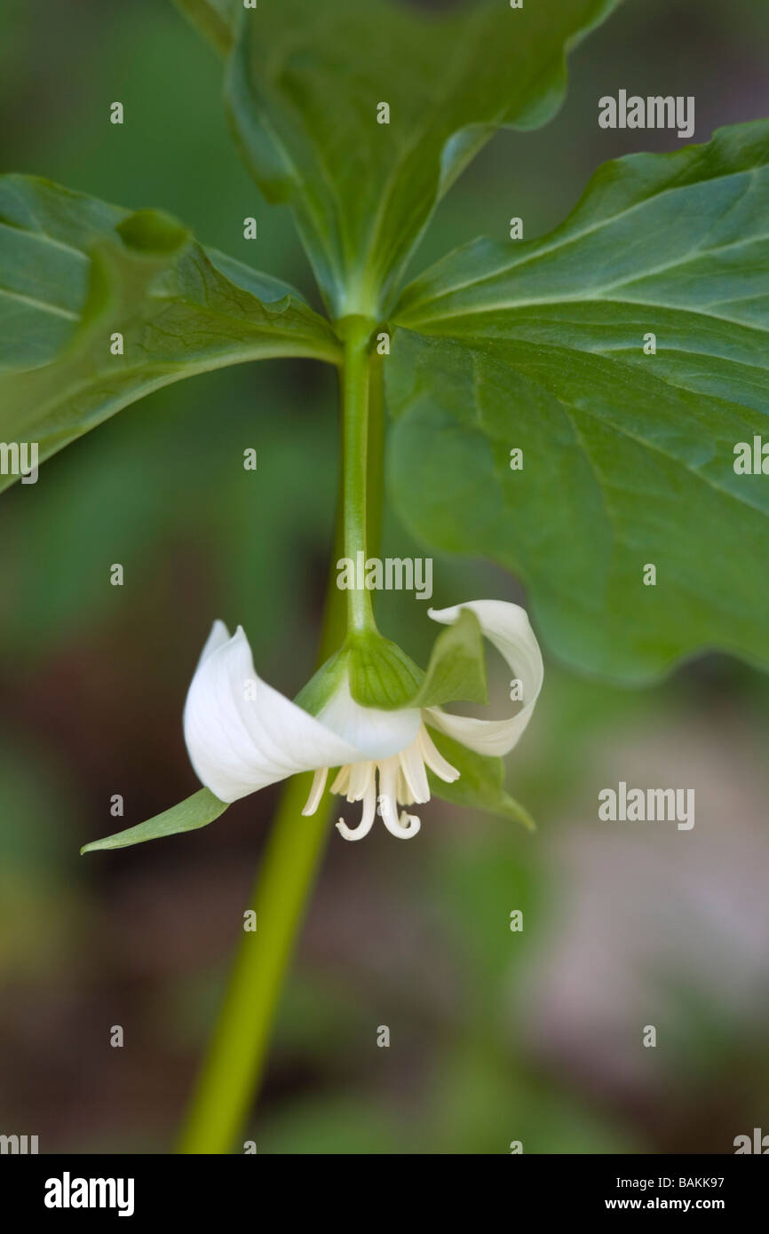 Nodding trillium (Trillium flexipes), also known as a drooping trillium ...