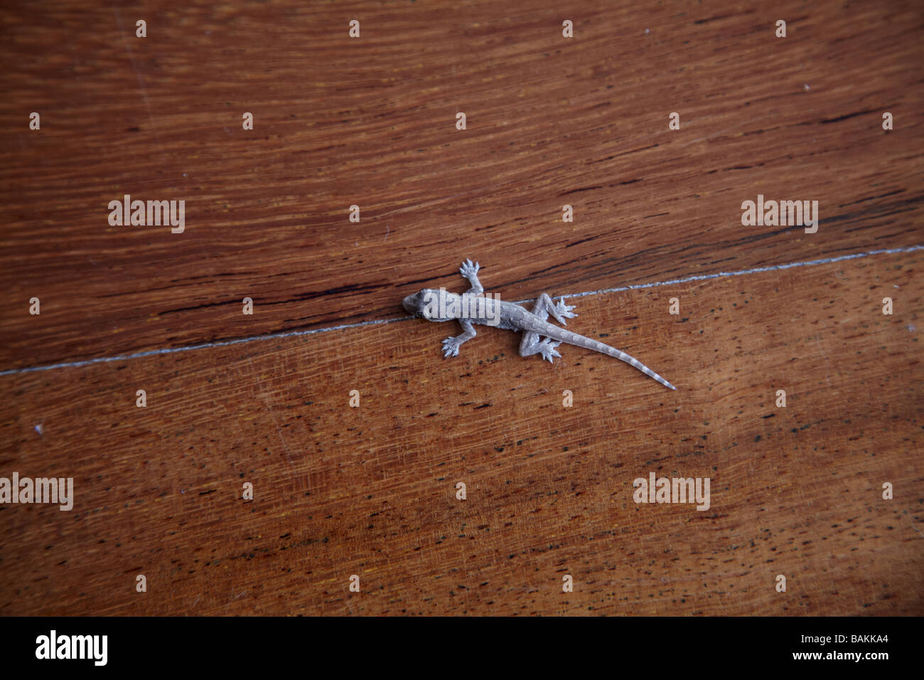small lizard on solid wood floor background Stock Photo - Alamy
