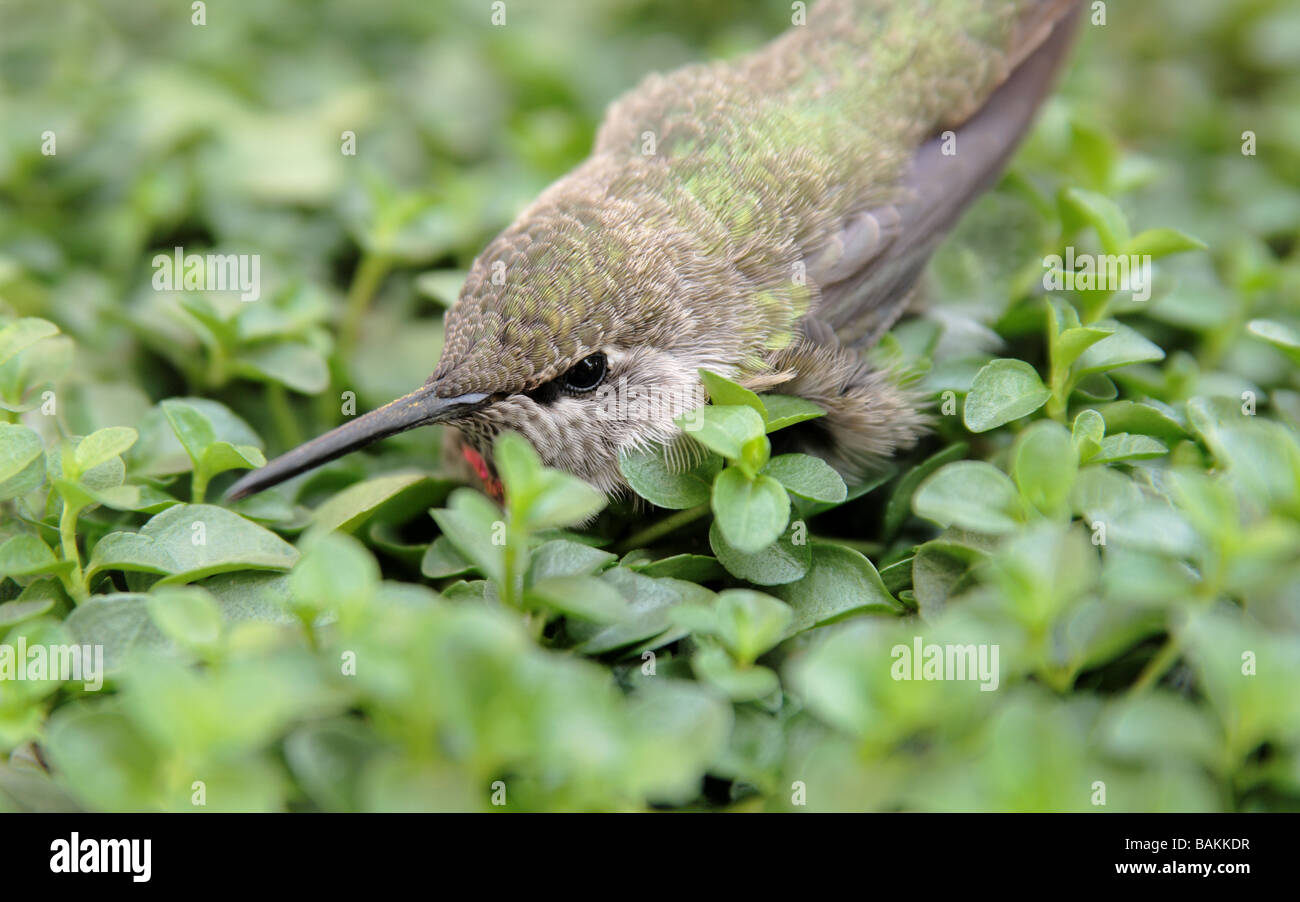 a hummingbird, stunned from flying into a window, rests on veronica ...