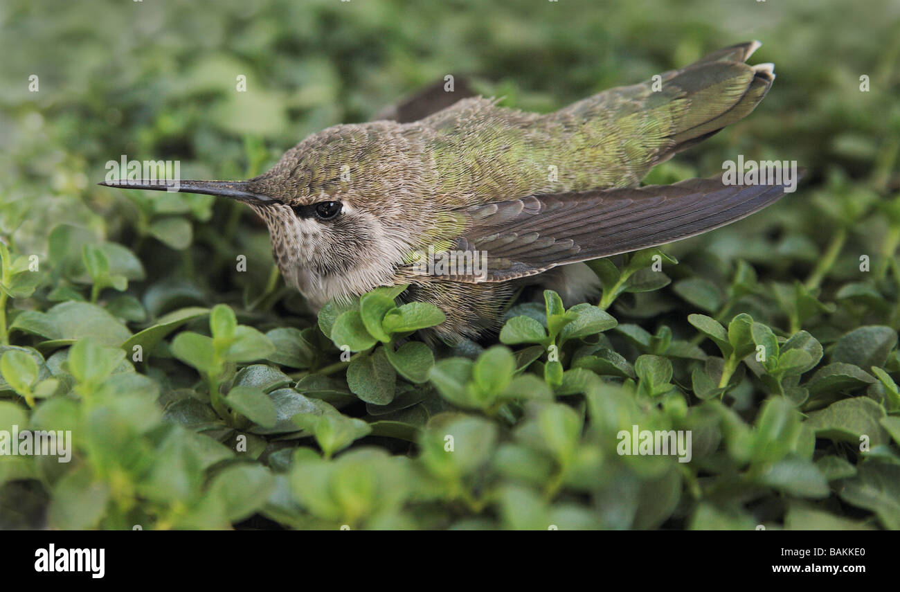 a hummingbird, stunned from flying into a window, rests on veronica ...