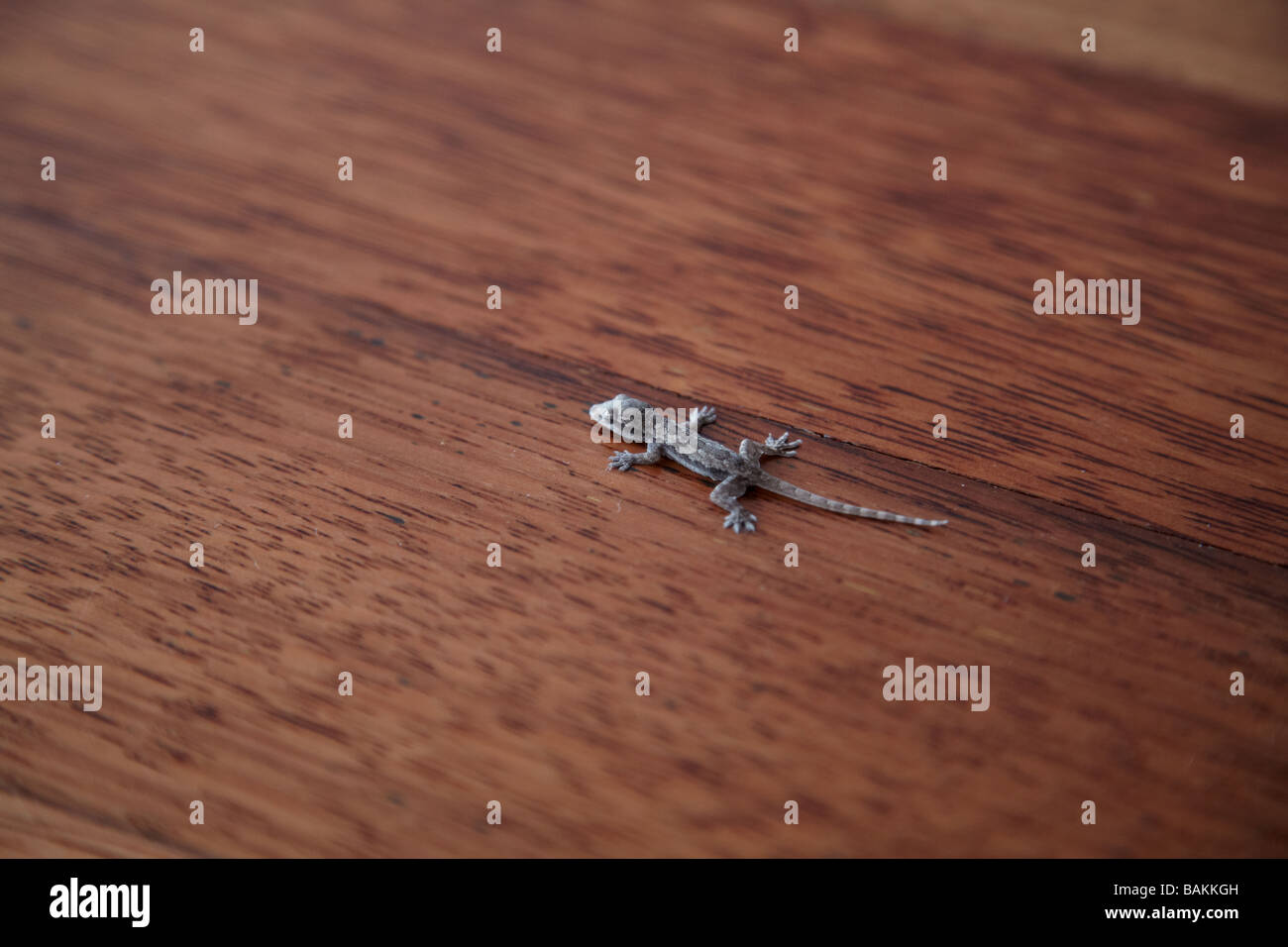 small lizard on solid wood floor background Stock Photo - Alamy