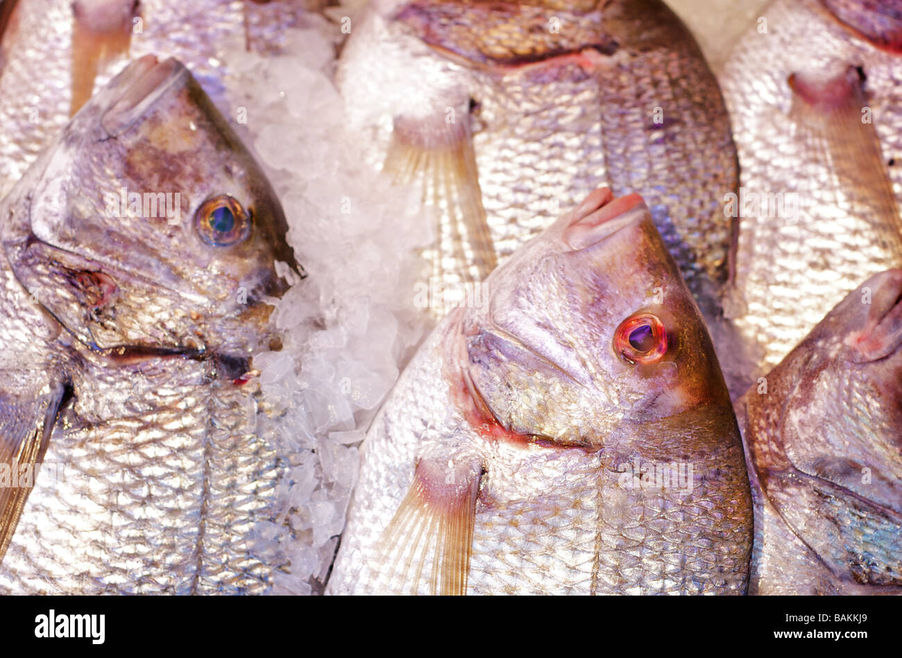 Closeup of Fresh, Iced Fish on Display at a Seafood Market Stock Photo ...