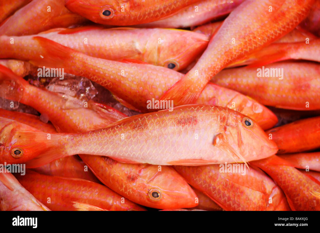 Fresh Iced Fish High Resolution Stock Photography and Images - Alamy