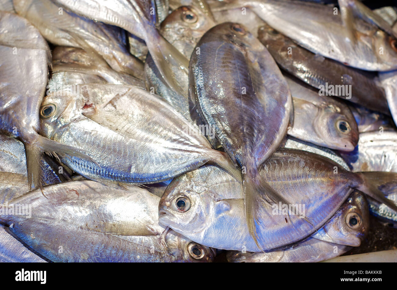 Pompano fish hi-res stock photography and images - Alamy