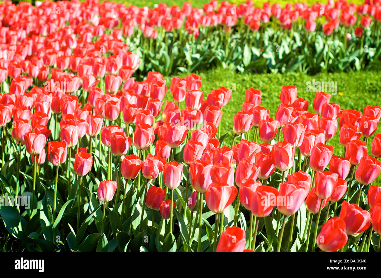 Row of tulips hi-res stock photography and images - Alamy