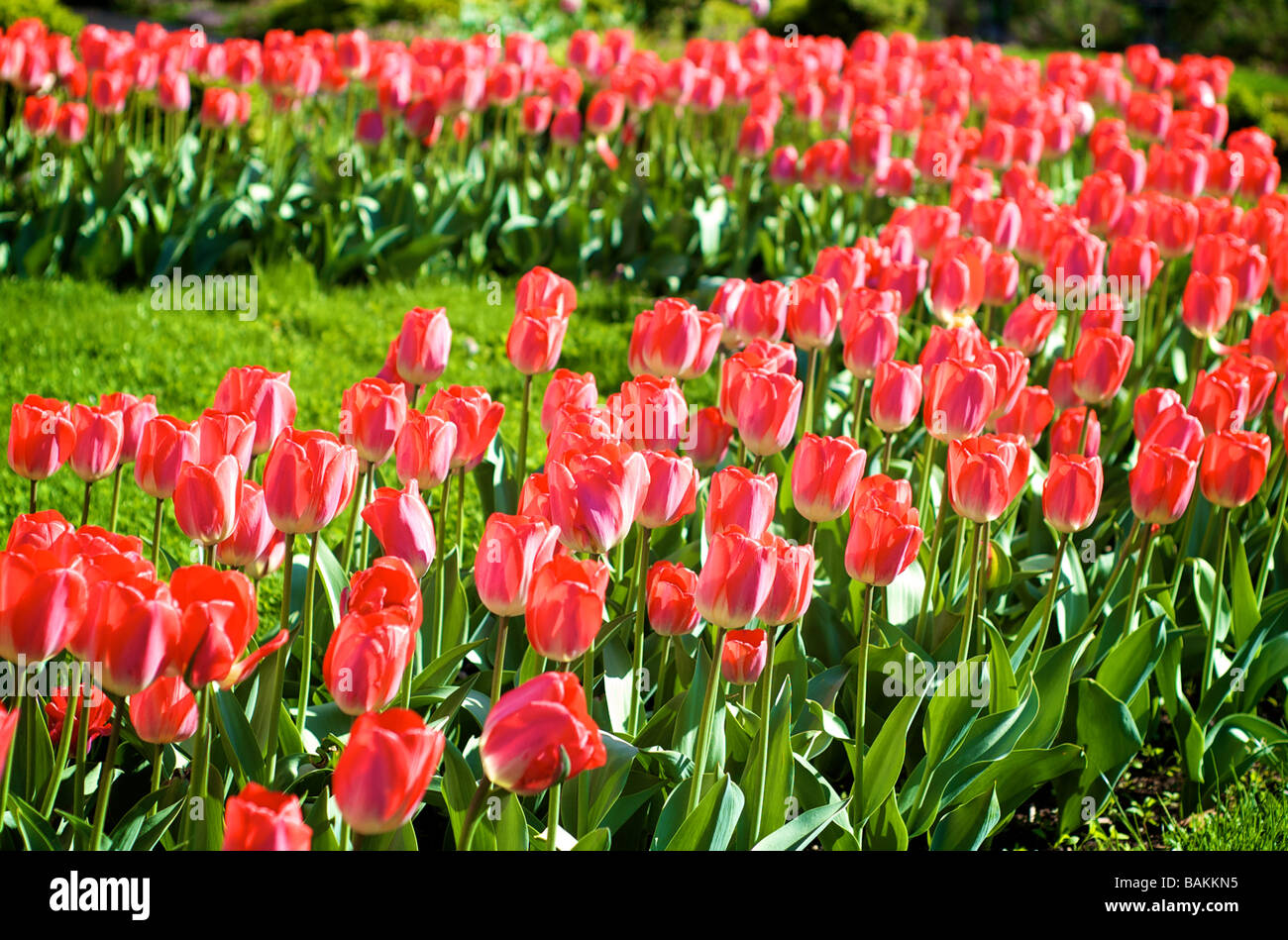 Row of tulips hi-res stock photography and images - Alamy
