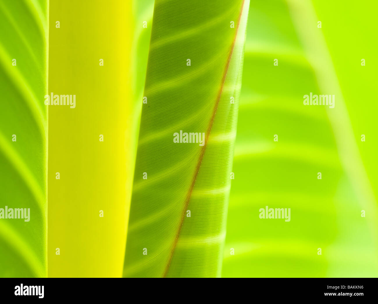 Natural columns hi-res stock photography and images - Alamy