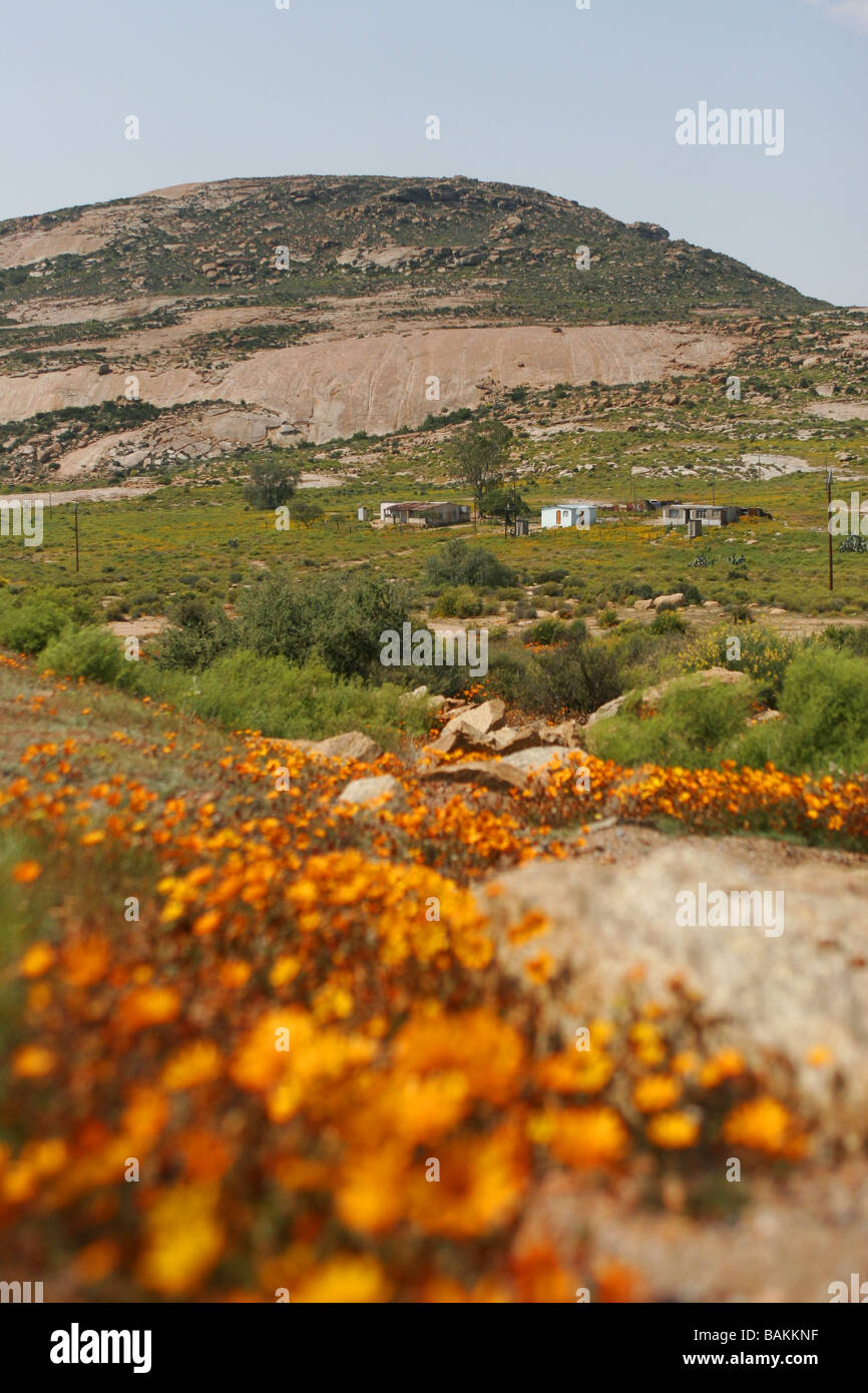 Flowers bloom in the Namakwaland near Springbok in South Africa's ...